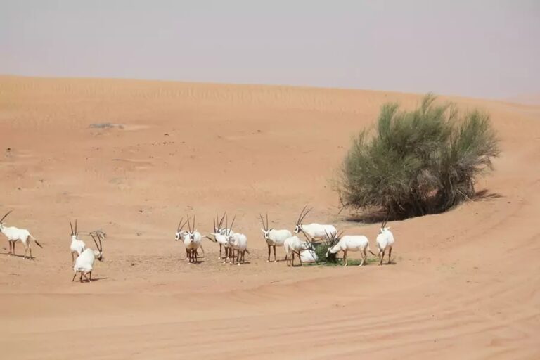Dubai Protected Area